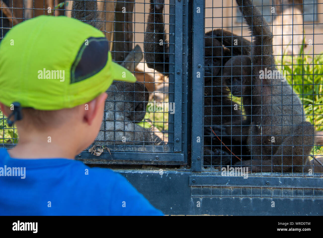 Monkey Boy High Resolution Stock Photography and Images - Alamy
