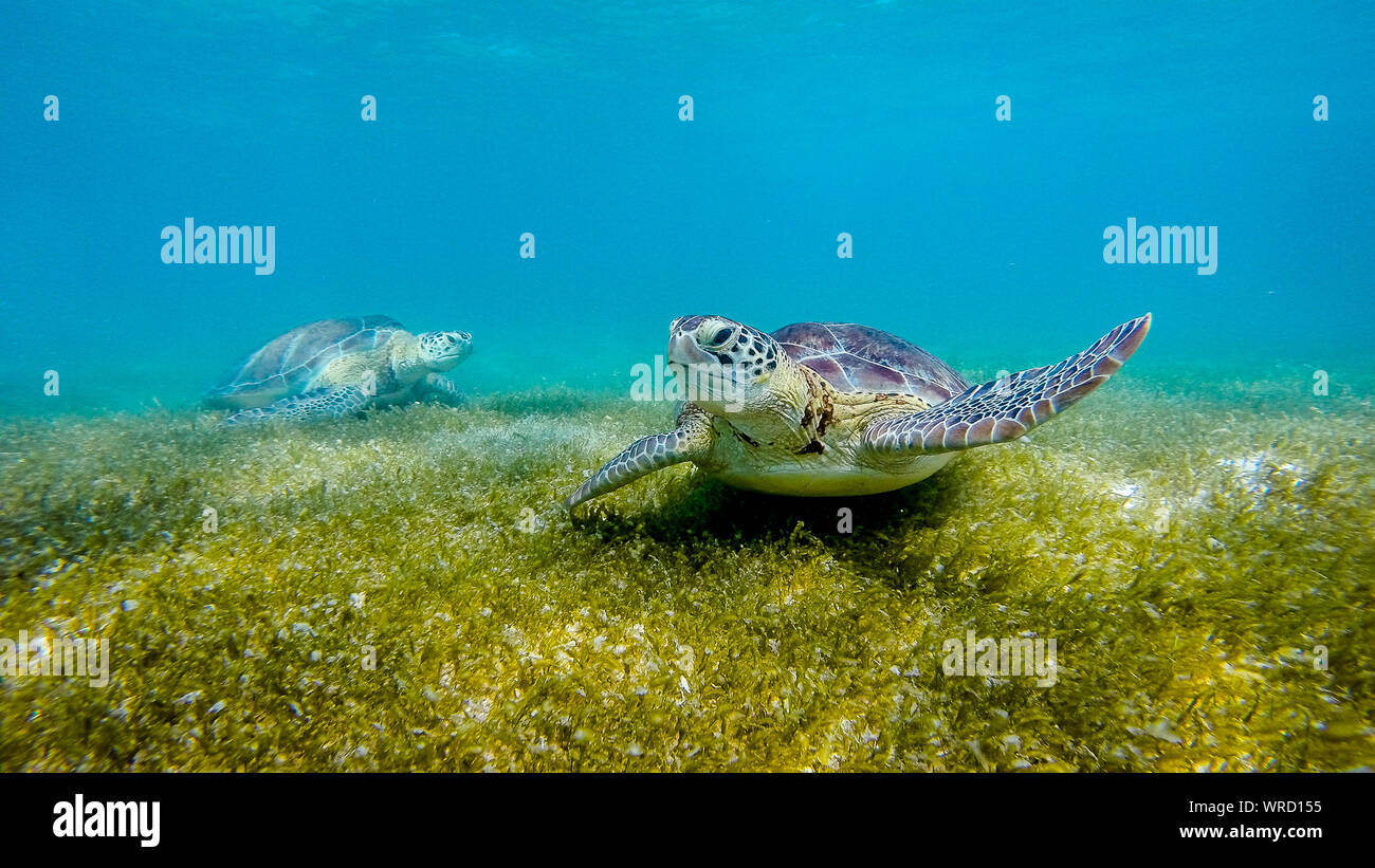 Two turtle hi-res stock photography and images - Alamy