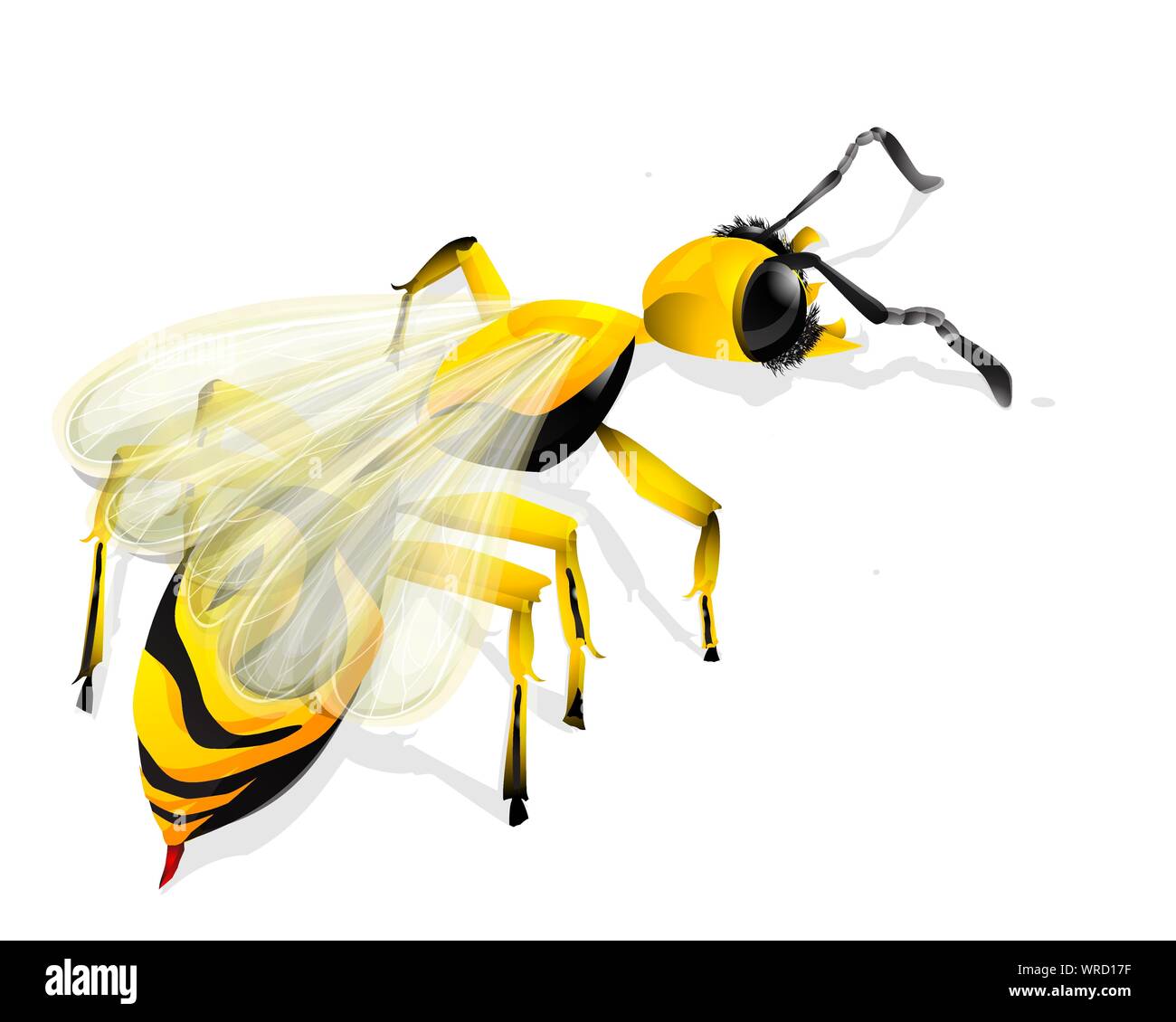 Vector drawing of a wasp and shadow over white background Stock Vector ...