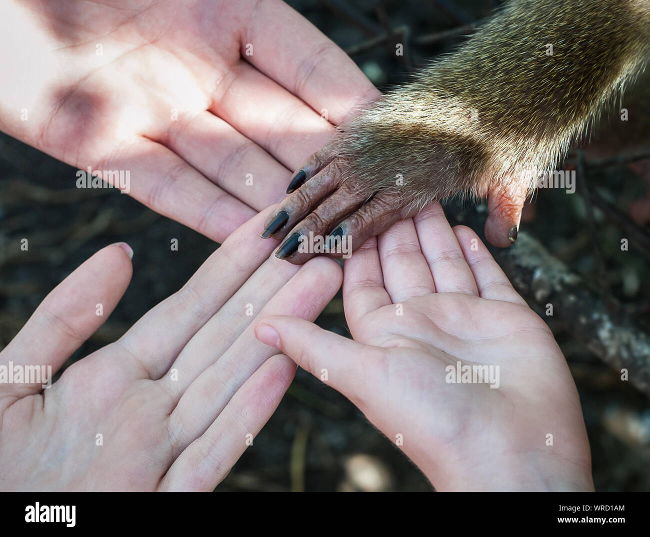 Human Monkey Hands High Resolution Stock Photography and Images - Alamy