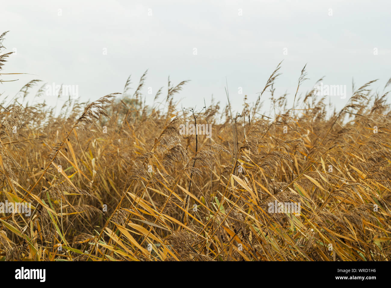Reed grass hi-res stock photography and images - Alamy
