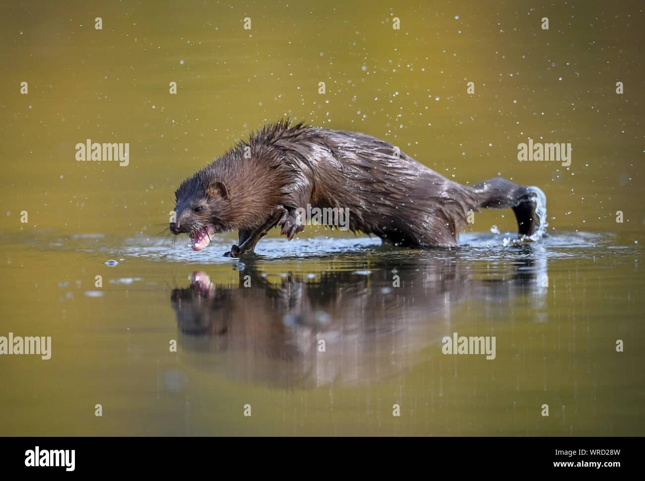 Mink Lake High Resolution Stock Photography and Images - Alamy