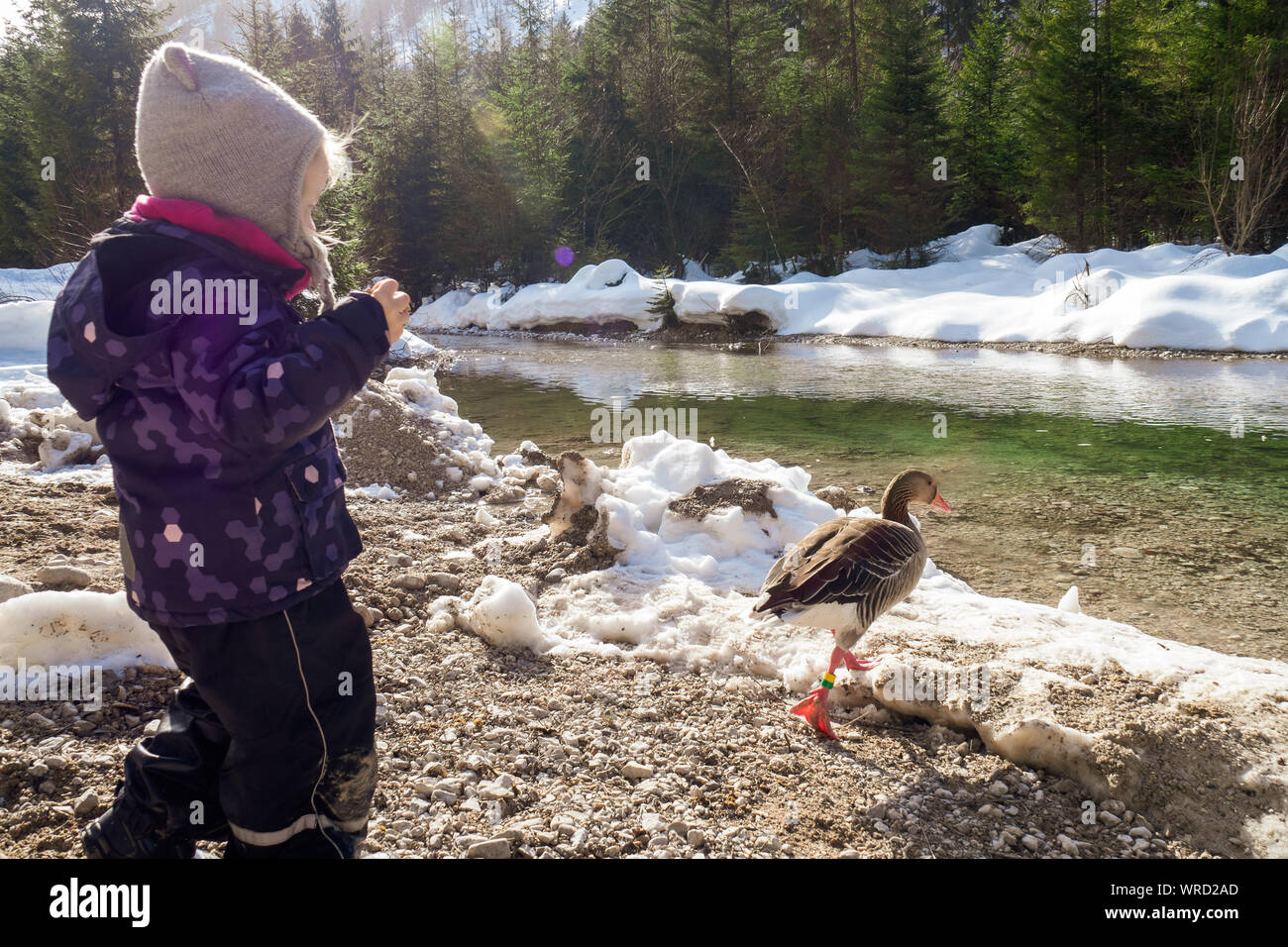 Child running after birds hi-res stock photography and images - Alamy