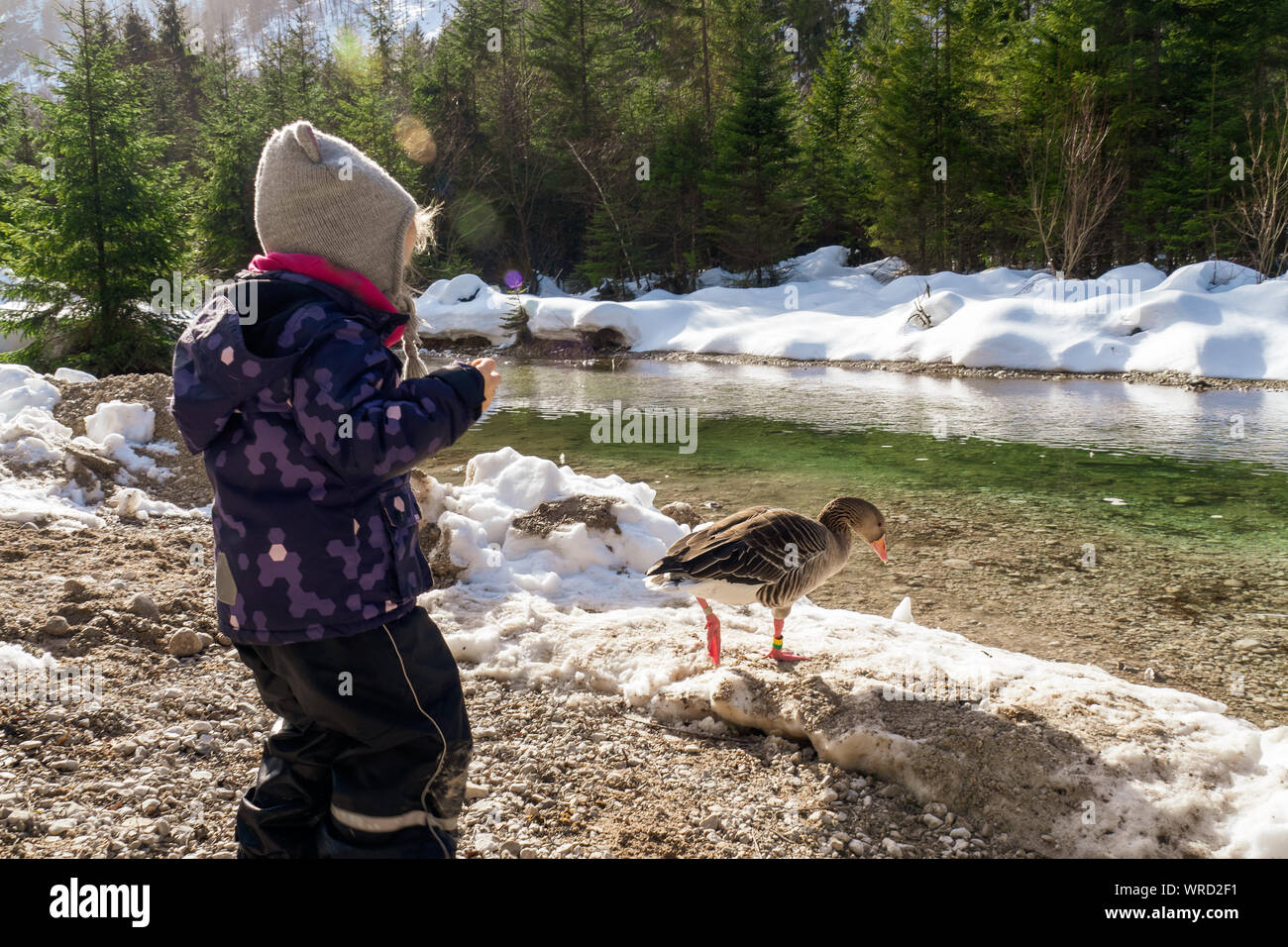 3-years old girl chasing a greylag goose at the water's edge of the Alm ...