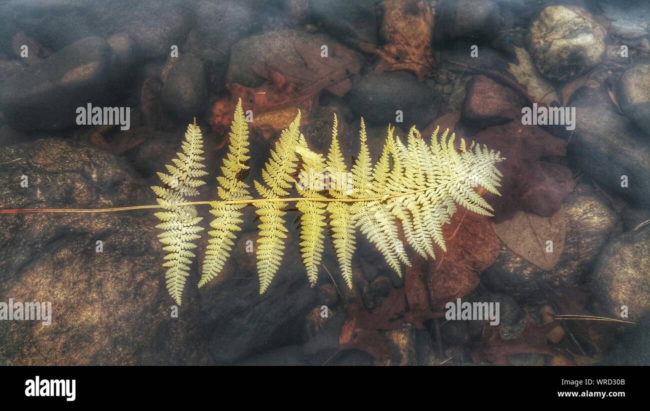 Floating Fern High Resolution Stock Photography and Images - Alamy