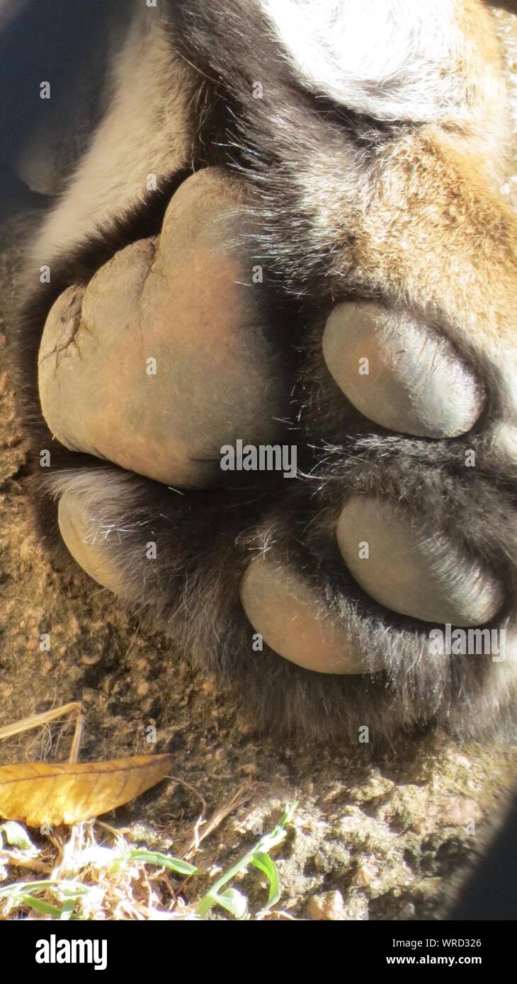 Tiger paw hi-res stock photography and images - Alamy