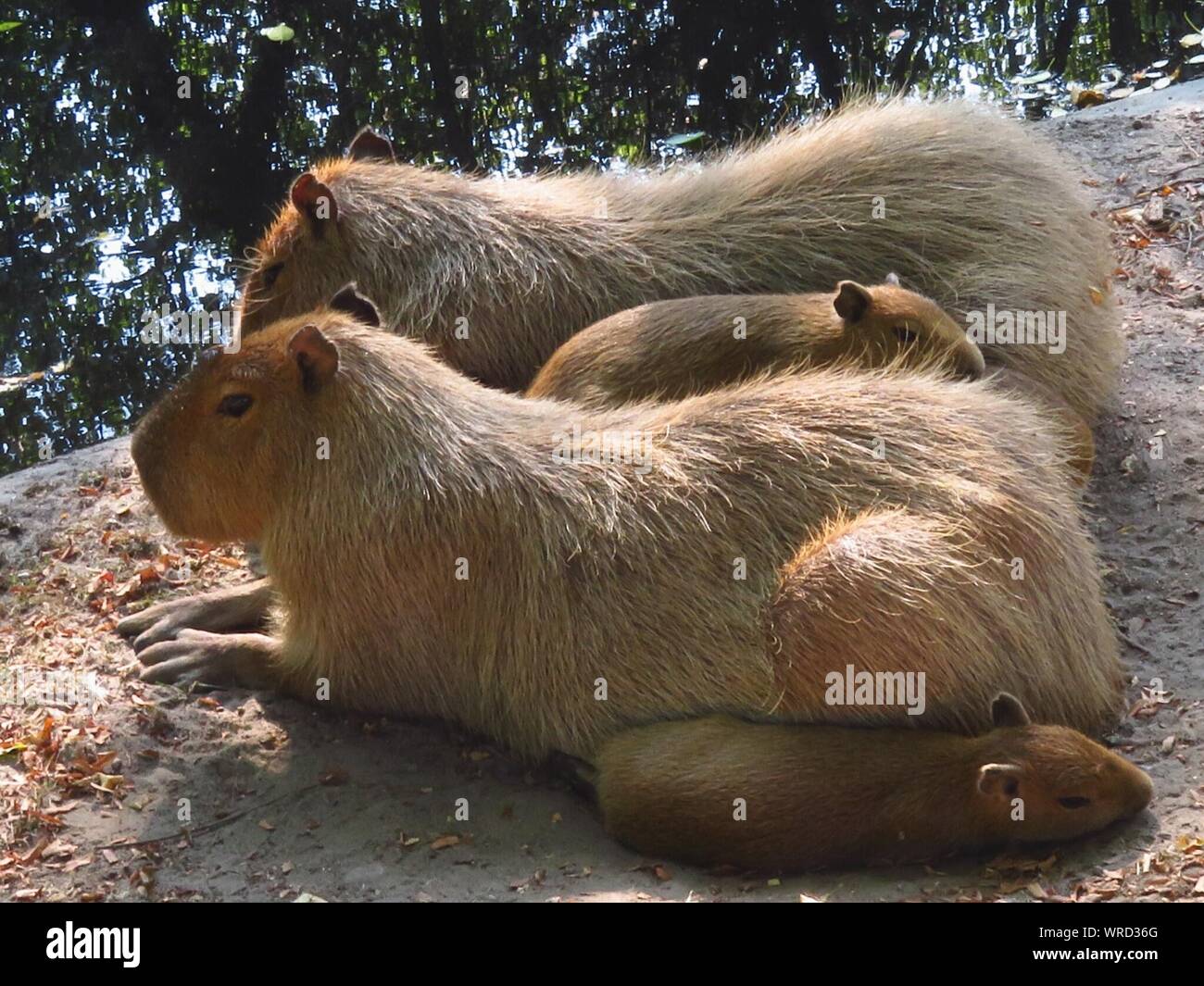 Capybara family hi-res stock photography and images - Alamy