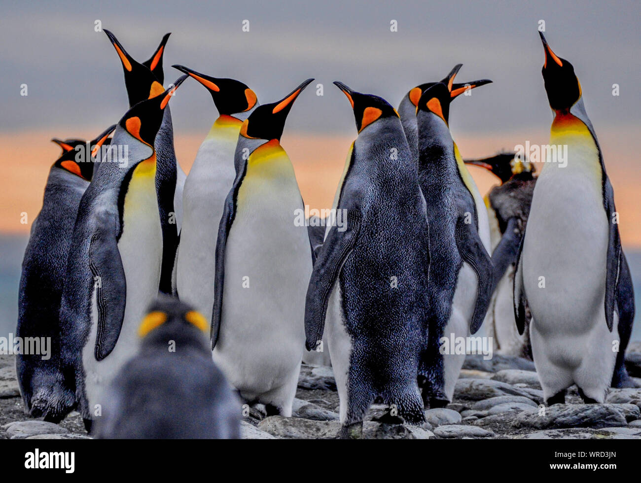 Group king penguins hi-res stock photography and images - Alamy