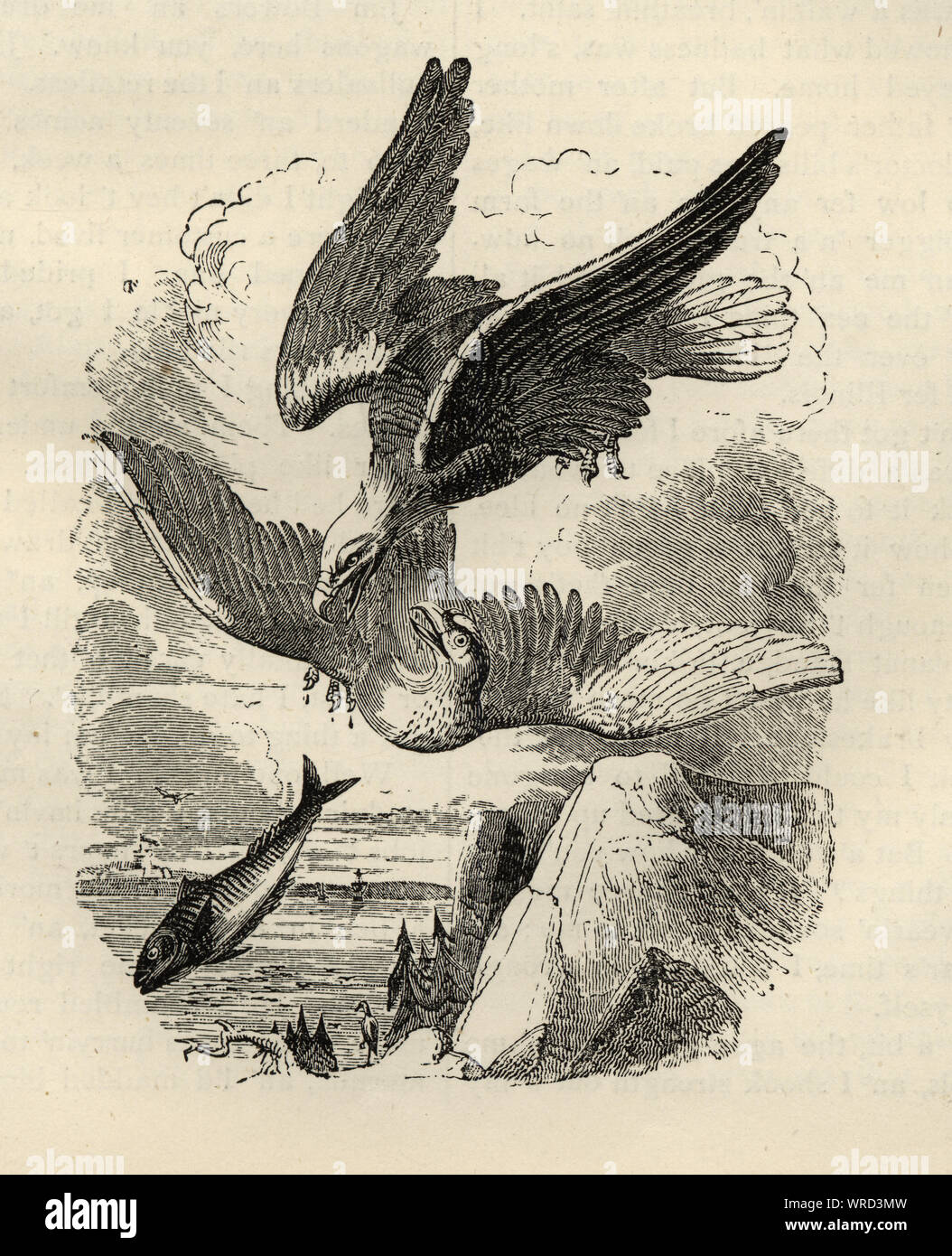 Vintage engraving of Wildlife, Birds, Eagles fighting over fish, 19th ...