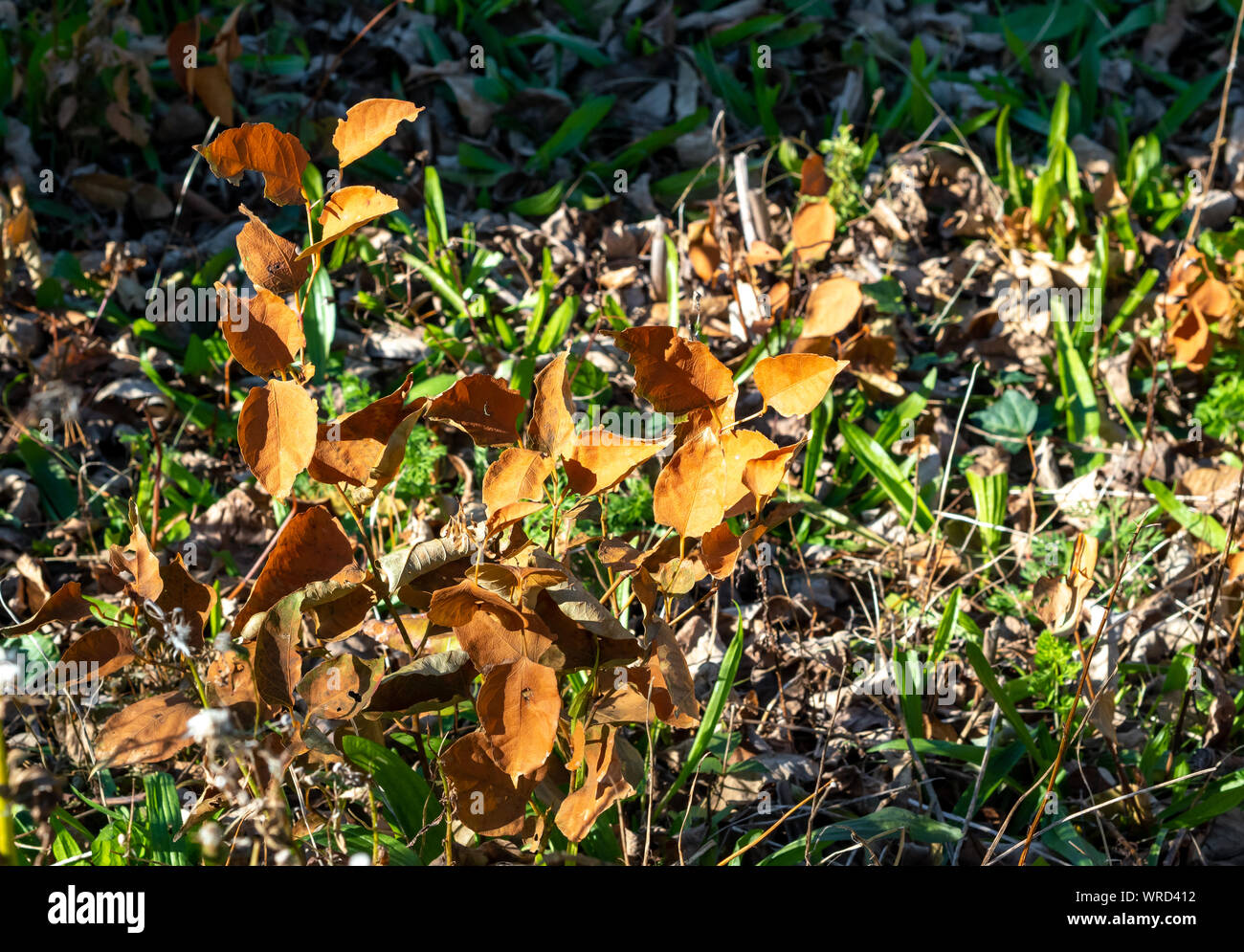 golden fall foliage Stock Photo - Alamy