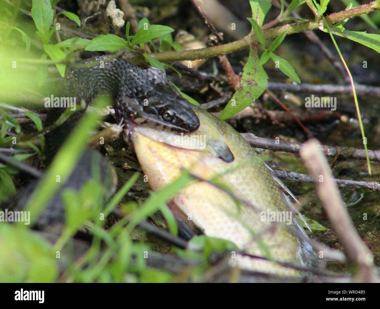 Fish and snake hi-res stock photography and images - Alamy