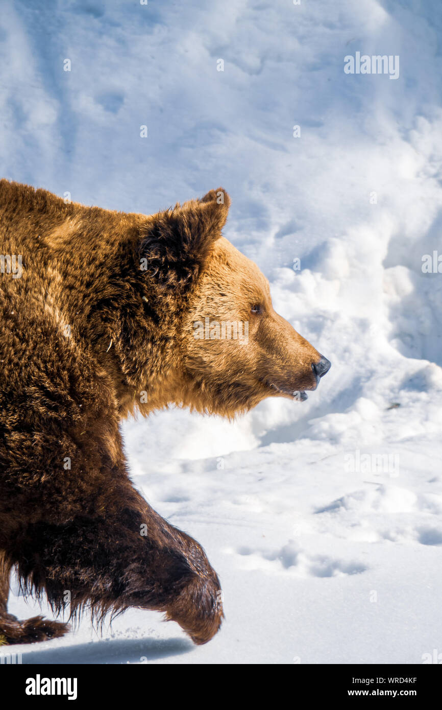 Adult eurasian brown bear hi-res stock photography and images - Alamy