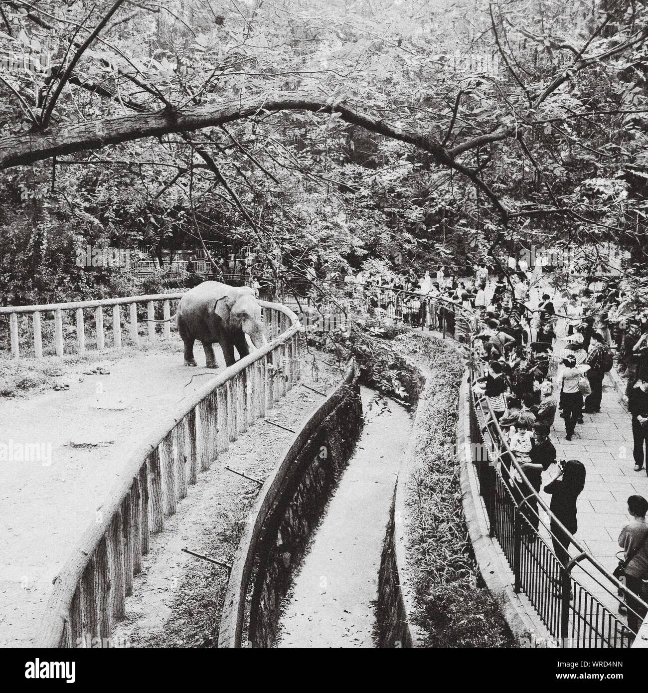 Zoo animal watching hi-res stock photography and images - Alamy