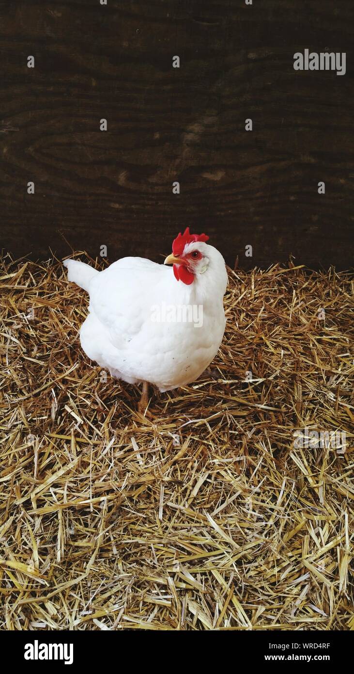 Farm animals hay hi-res stock photography and images - Alamy