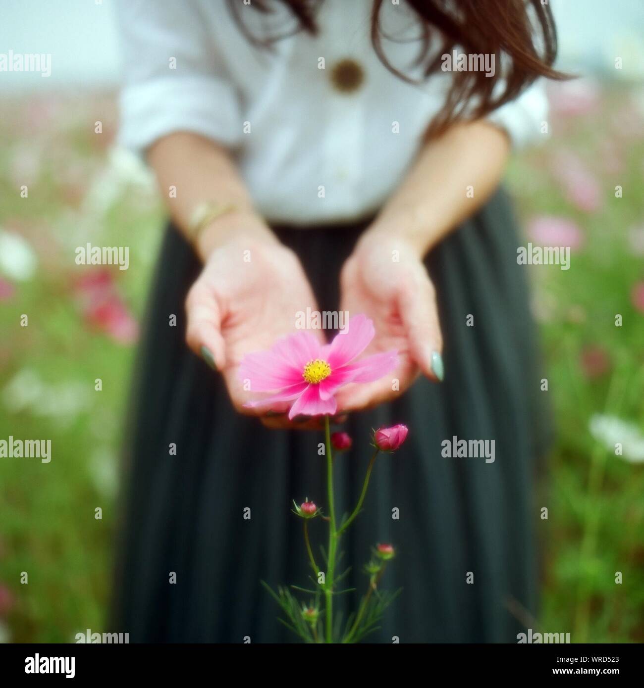 Mid bloom flower hi-res stock photography and images - Alamy