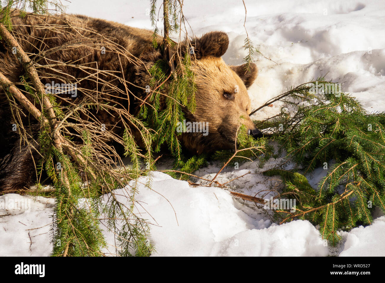 Bear behind tree hi-res stock photography and images - Alamy
