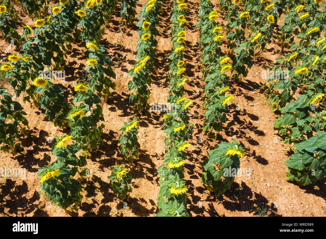 Aerial view of beautiful sunflower field Stock Photo - Alamy