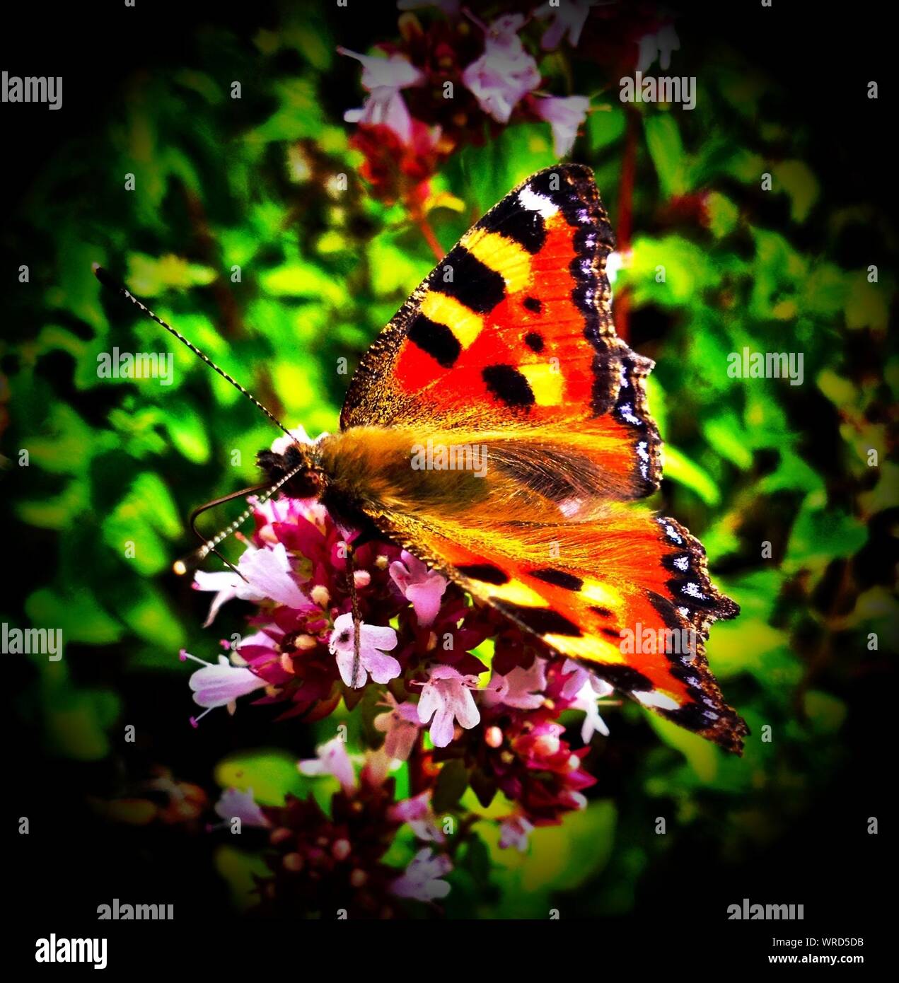 Butterfly flower sitting hi-res stock photography and images - Alamy