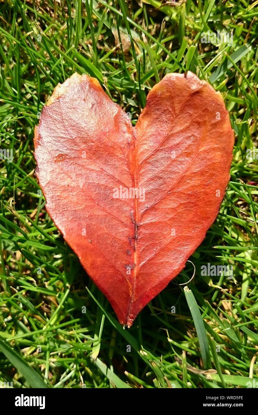 Heart shaped leaf hi-res stock photography and images - Alamy