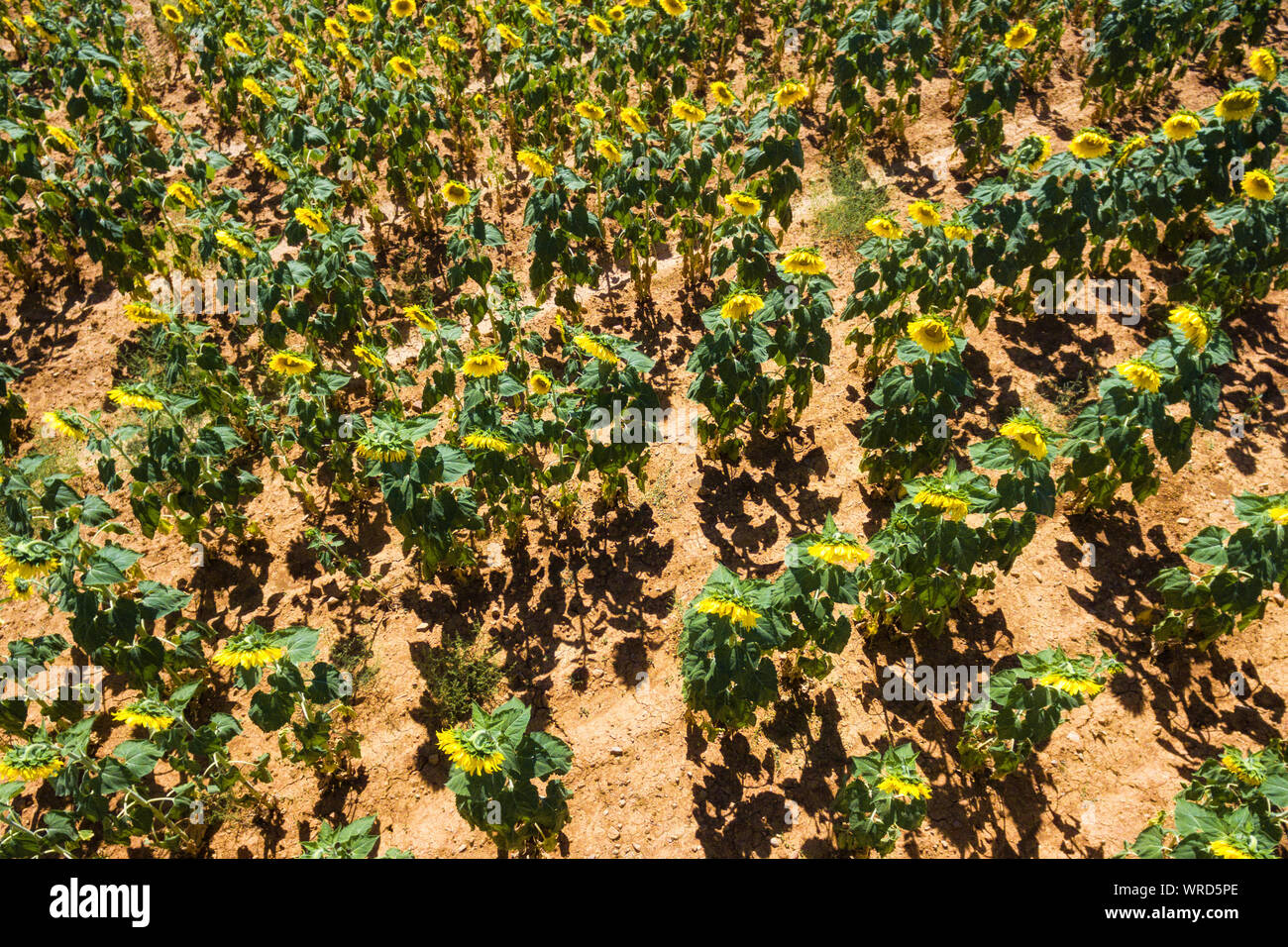 Sunflower field aerial hi-res stock photography and images - Alamy