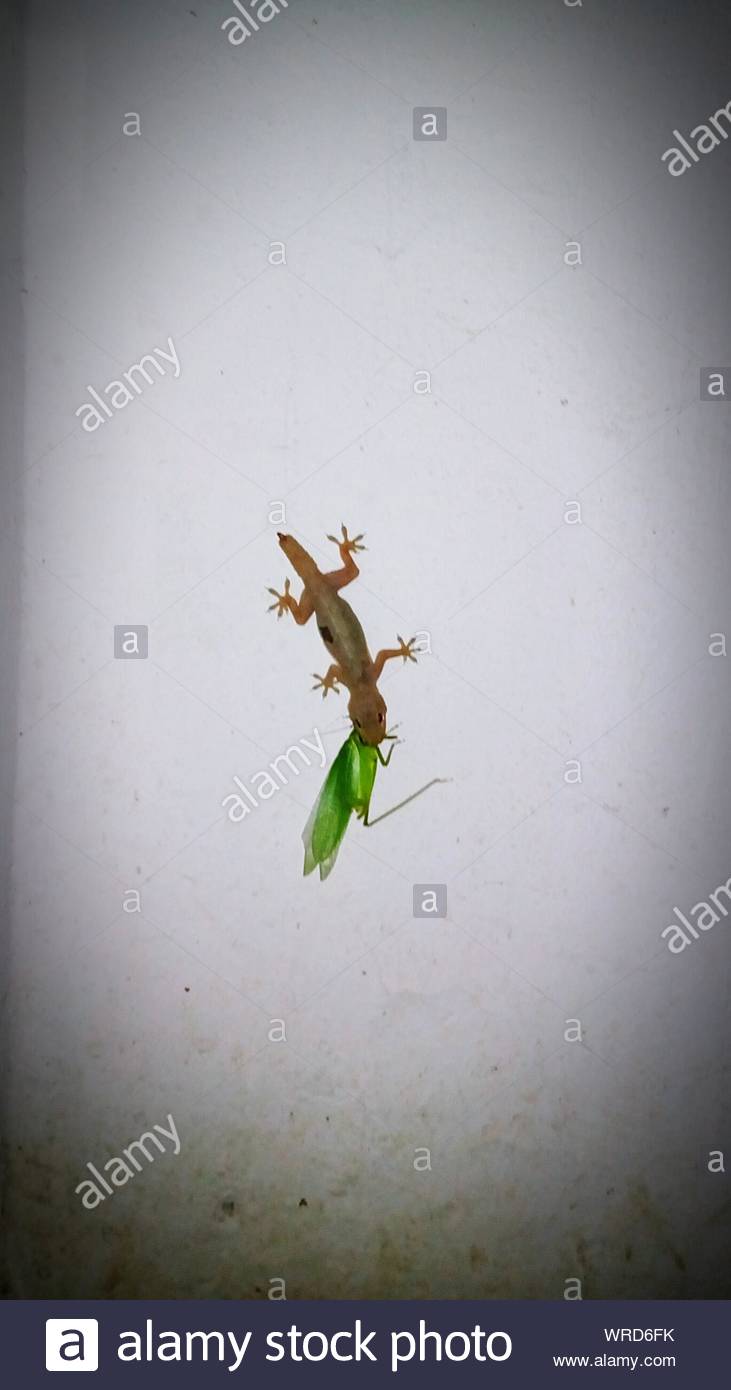 Lizard Eating Insect Stock Photos & Lizard Eating Insect Stock Images ...