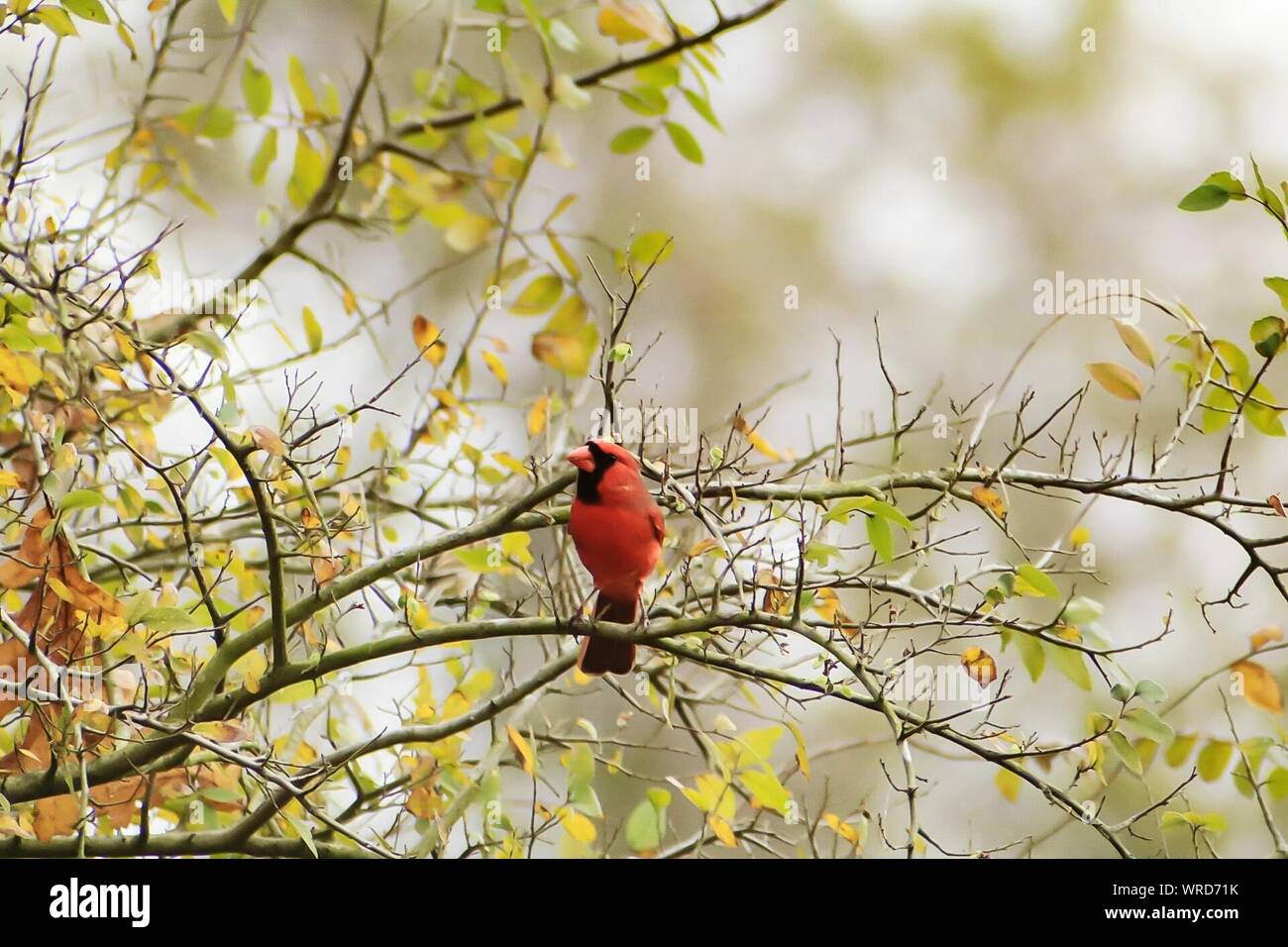 Northern cardinal in tree hi-res stock photography and images - Alamy