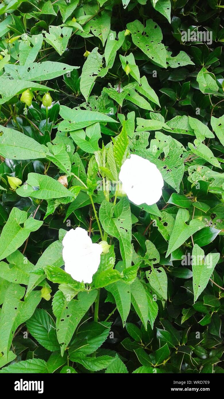 White tiger lily hi-res stock photography and images - Alamy
