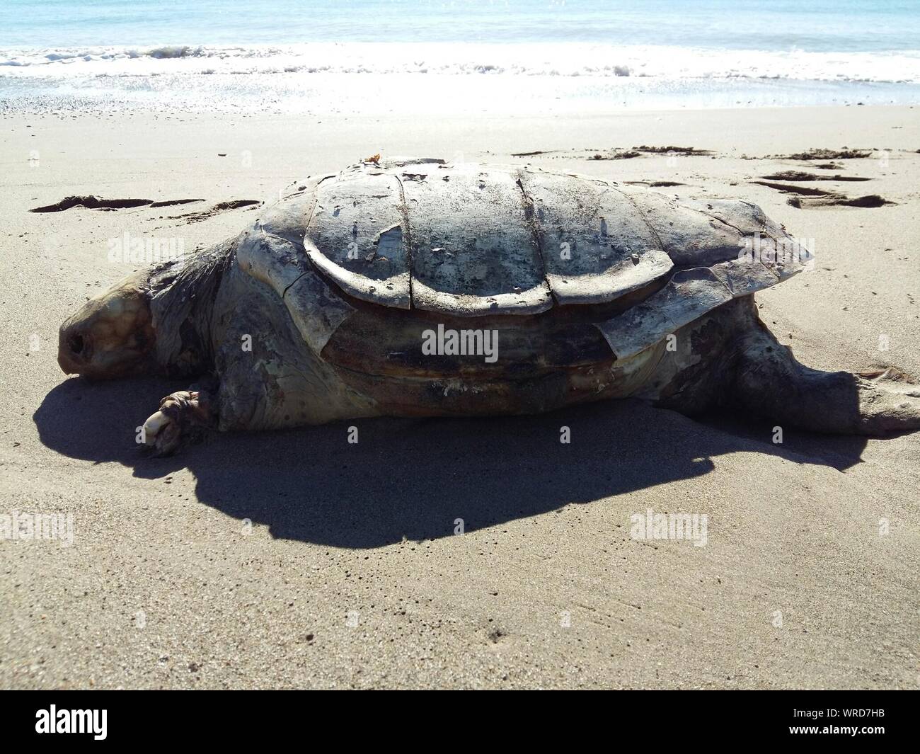 Turtle dead endangered species hi-res stock photography and images - Alamy