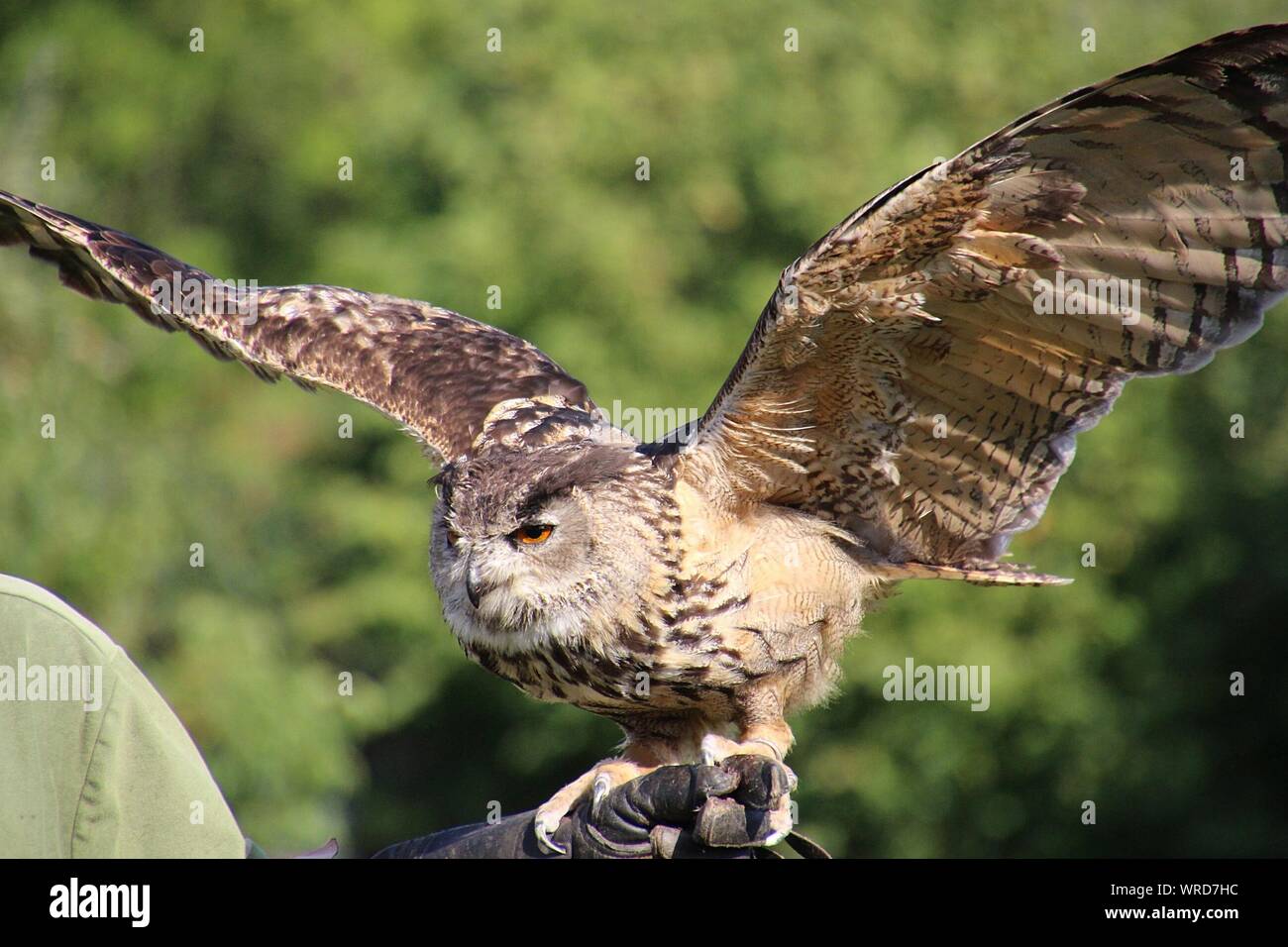 Human Wings High Resolution Stock Photography and Images - Alamy
