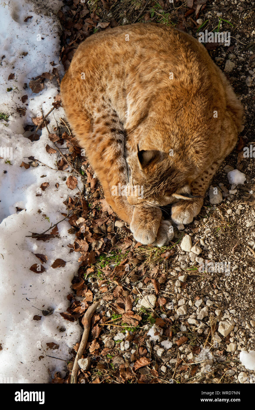 High angle view of an Eurasian lynx enjoying the warm sun rays on a ...