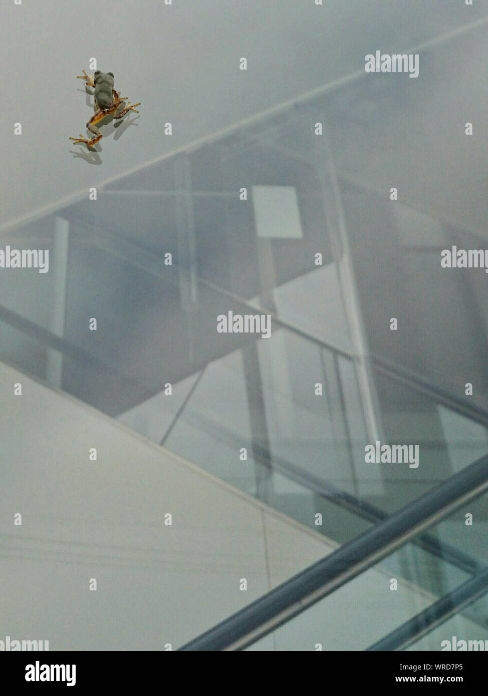 Building frog hi-res stock photography and images - Alamy