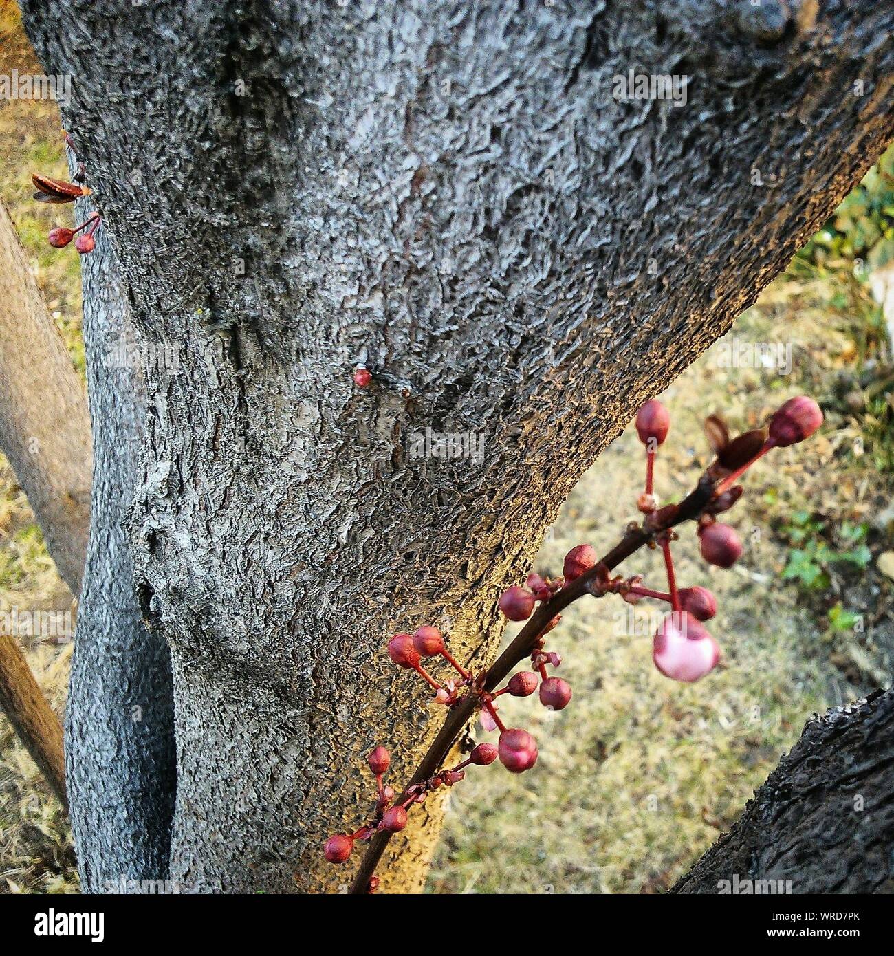 Branch trunk tree hi-res stock photography and images - Alamy