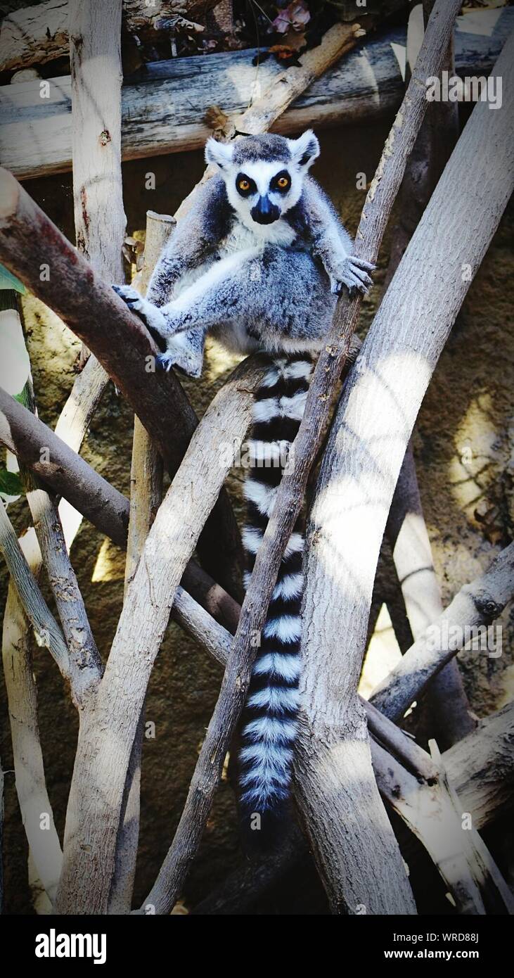 Lemur Standing High Resolution Stock Photography and Images - Alamy