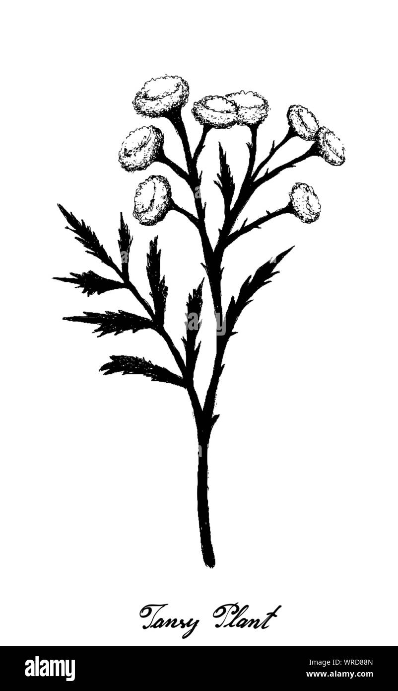 Herbal Flower and Plant, Hand Drawn Illustration of Tanacetum Vulgare ...