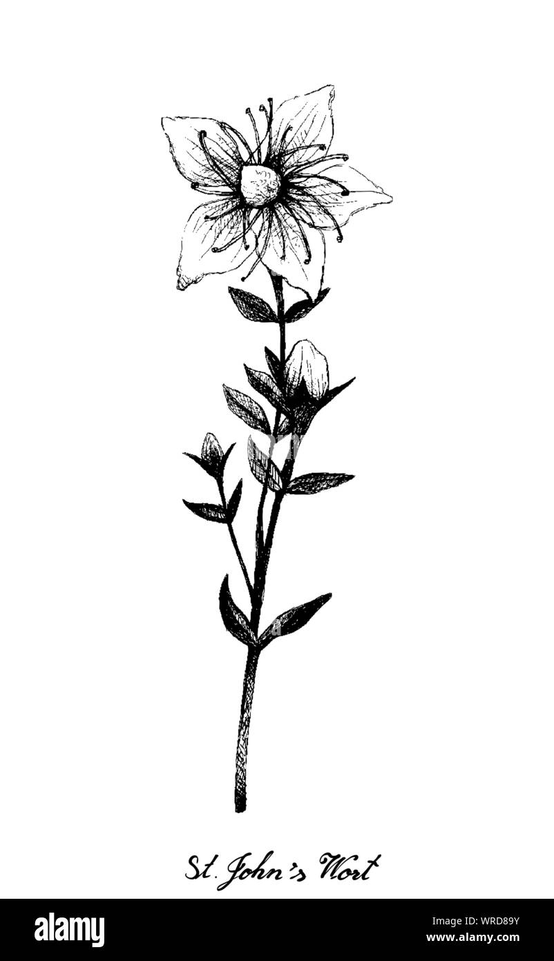 Herbal Flower and Plant, Hand Drawn Illustration of Hypericum ...