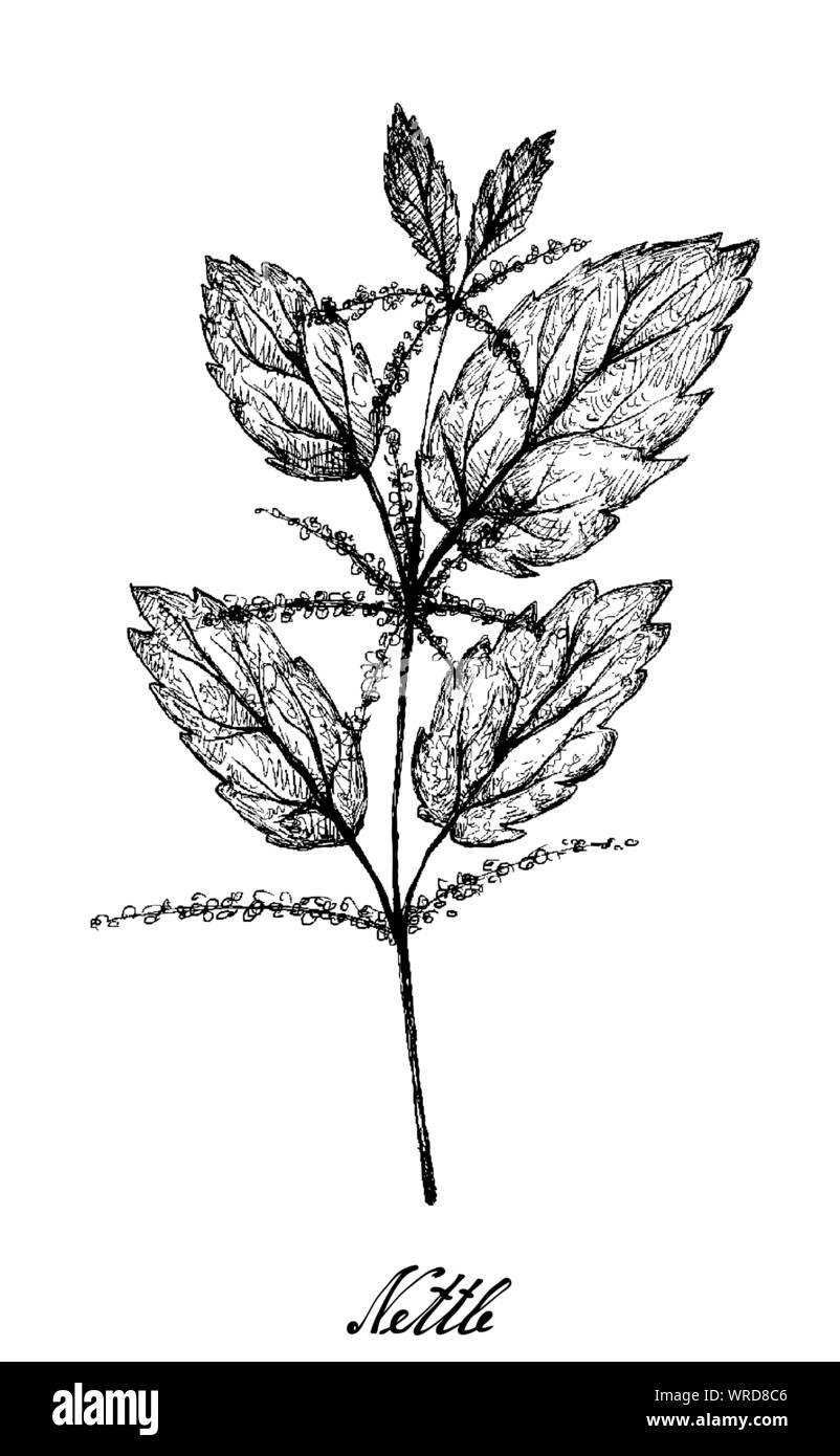 Herbal Flower and Plant, Hand Drawn Illustration of Urtica Dioica or ...