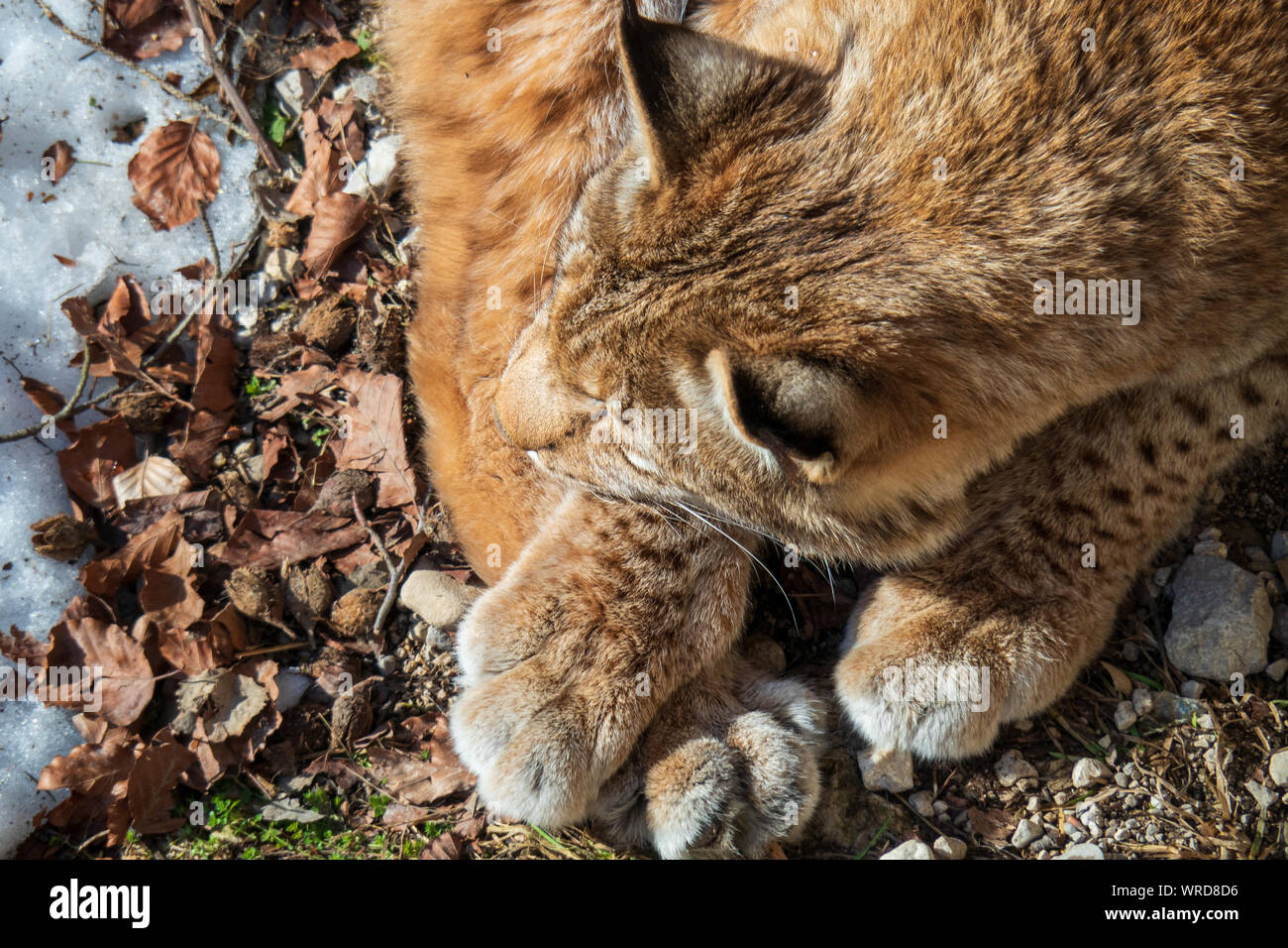 Eurasian lynx paw hi-res stock photography and images - Alamy