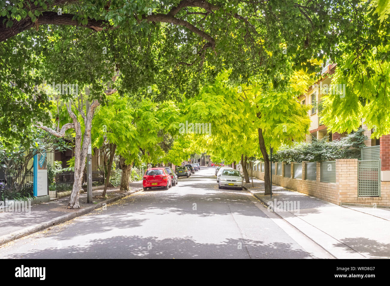 Tree-lined Nobbs Street, Surry Hills, Sydney, NSW, Australia Stock ...