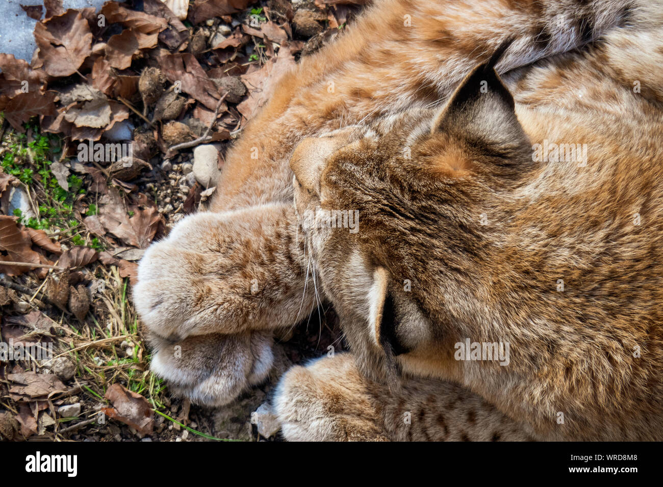 Lynx paws hi-res stock photography and images - Alamy
