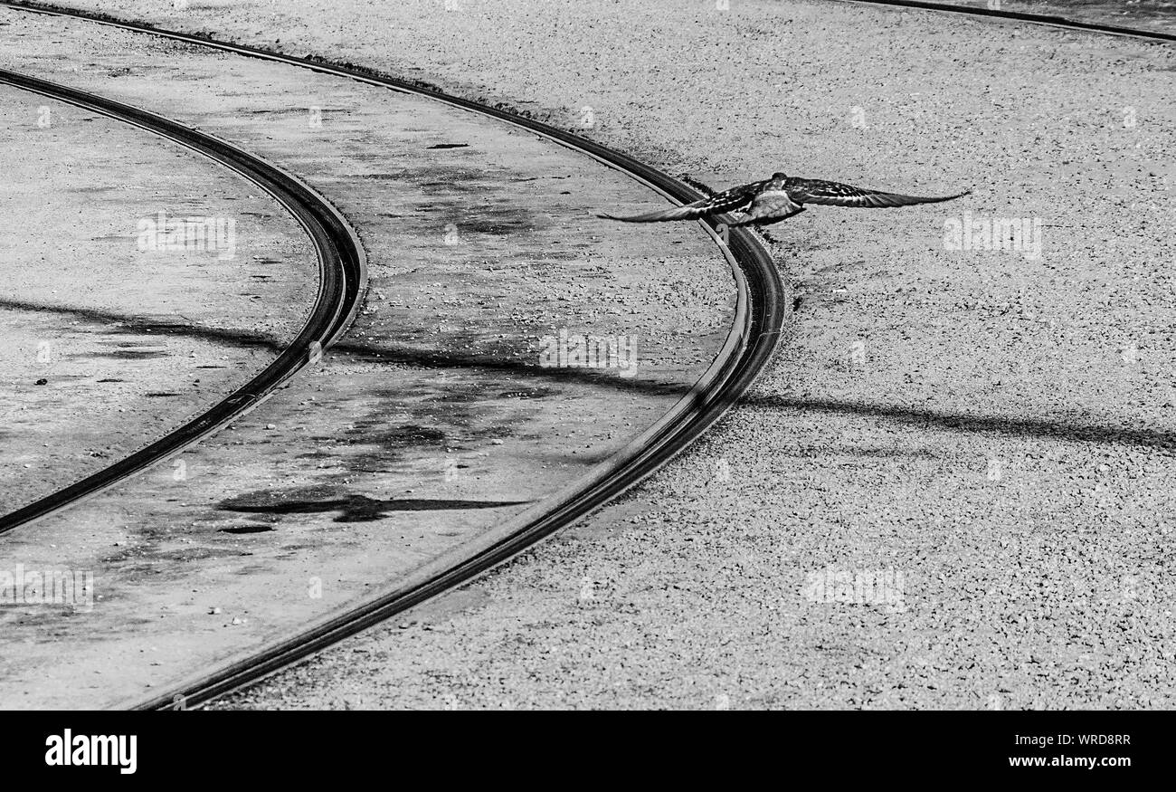 Bird track hi-res stock photography and images - Alamy