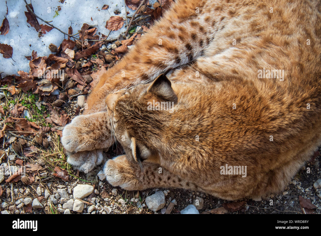 High angle view of an Eurasian lynx enjoying the warm sun rays on a ...