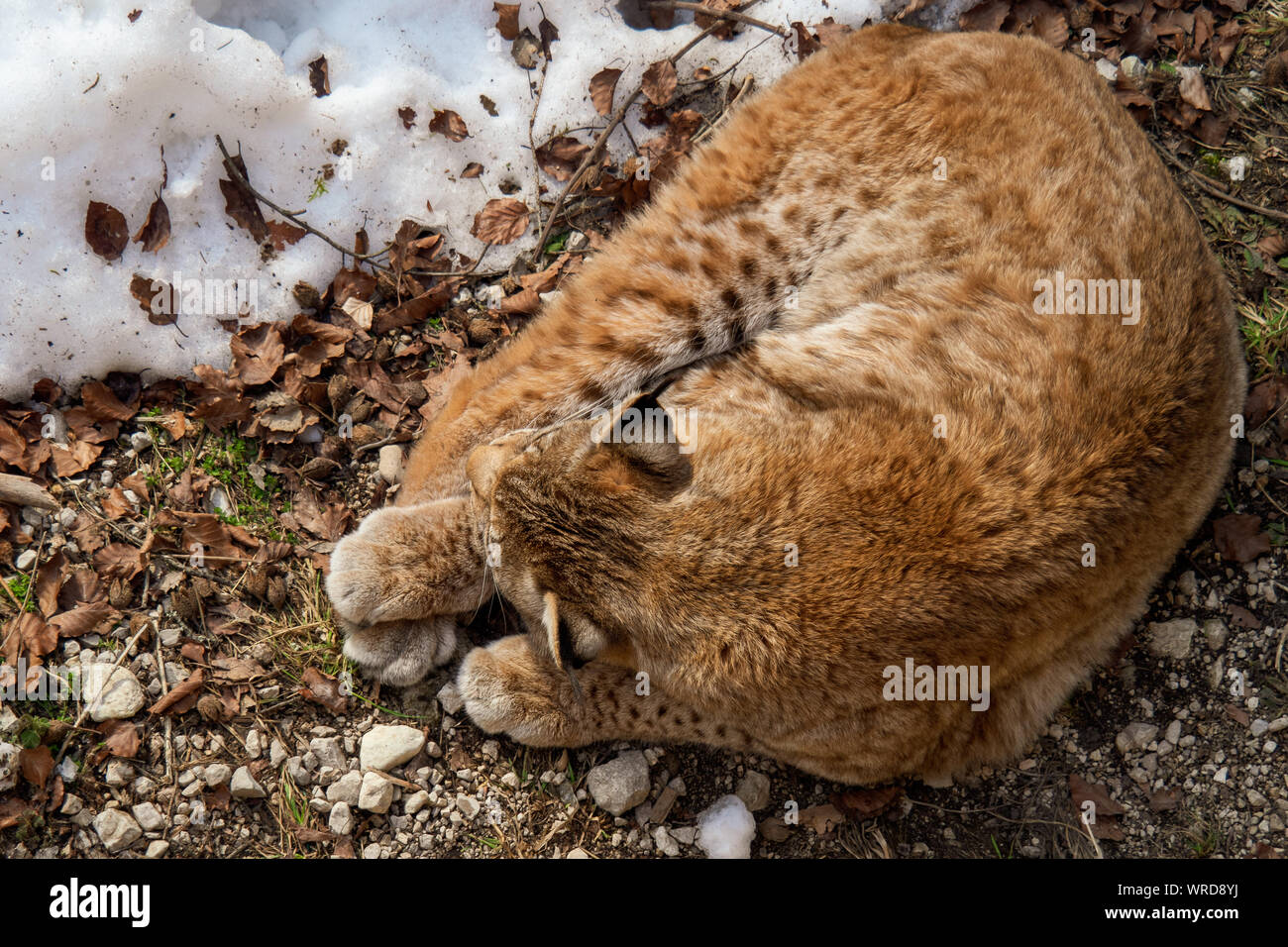 High angle view of an Eurasian lynx enjoying the warm sun rays on a ...