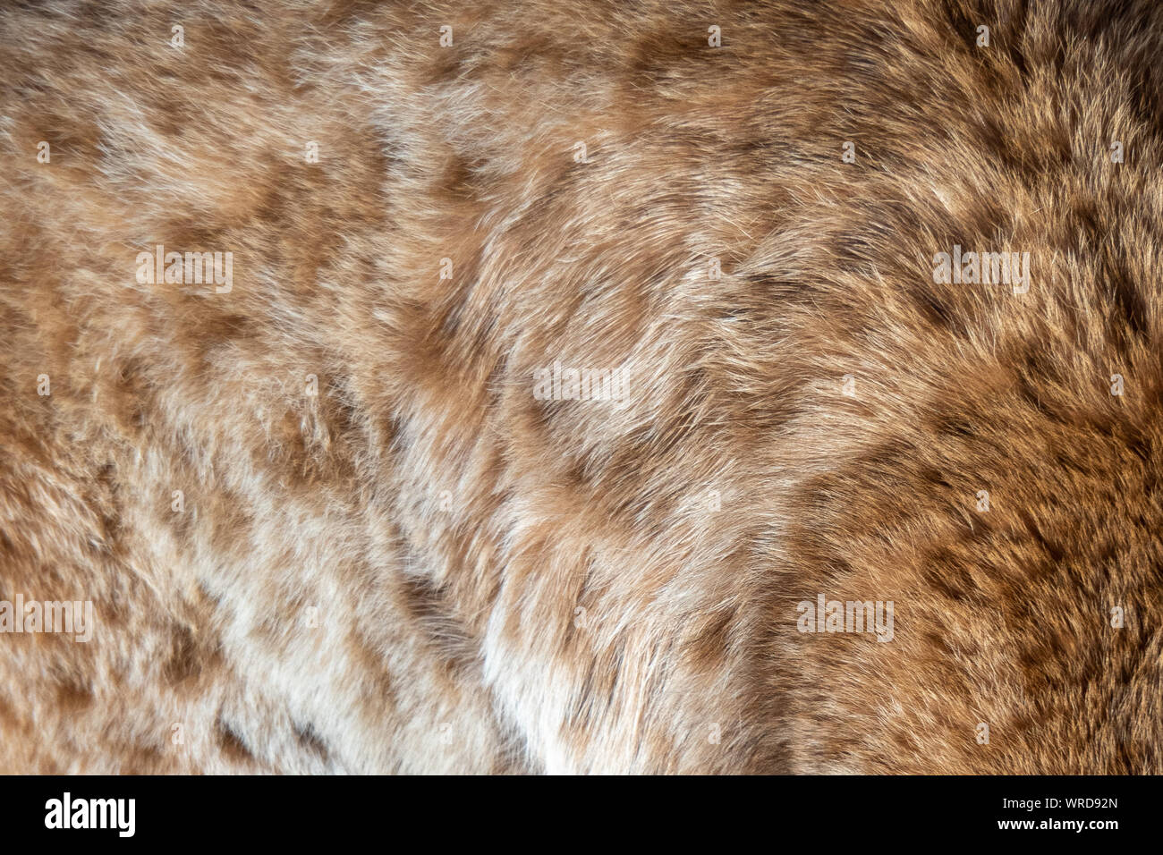 Close-up view of the medium brown to goldish colored fur of an Eurasian ...