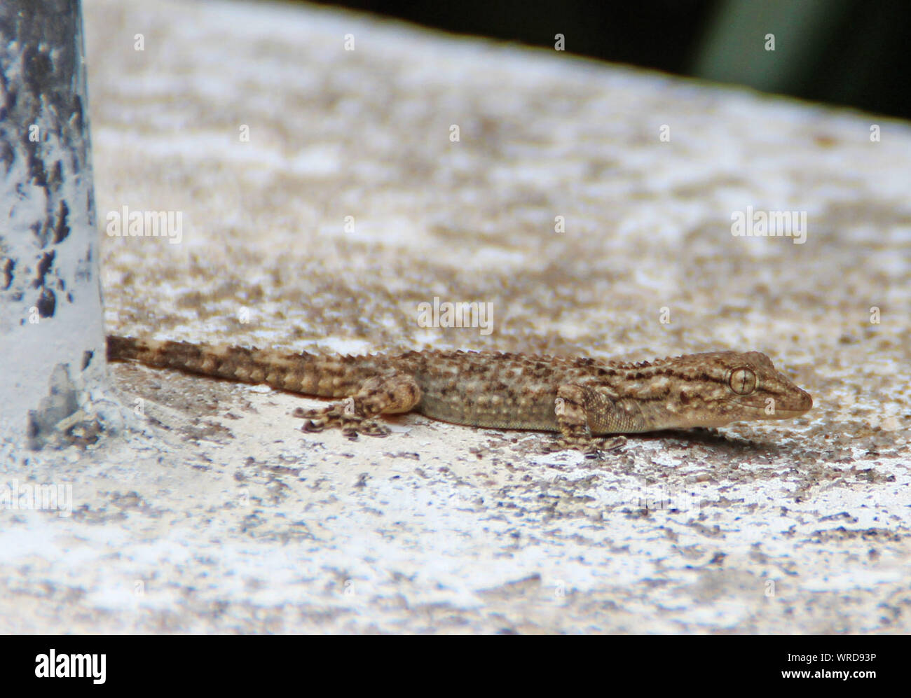 Gecko in wall hi-res stock photography and images - Alamy