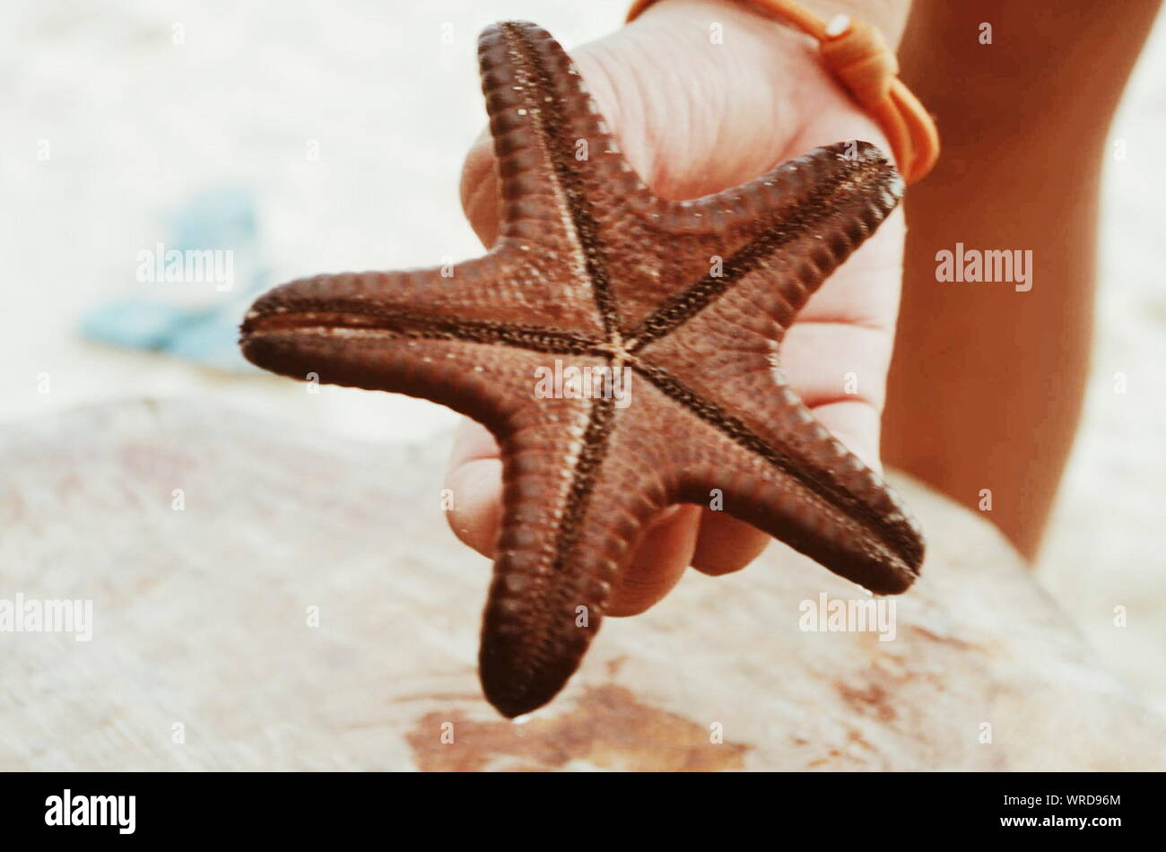 Real starfish hi-res stock photography and images - Alamy