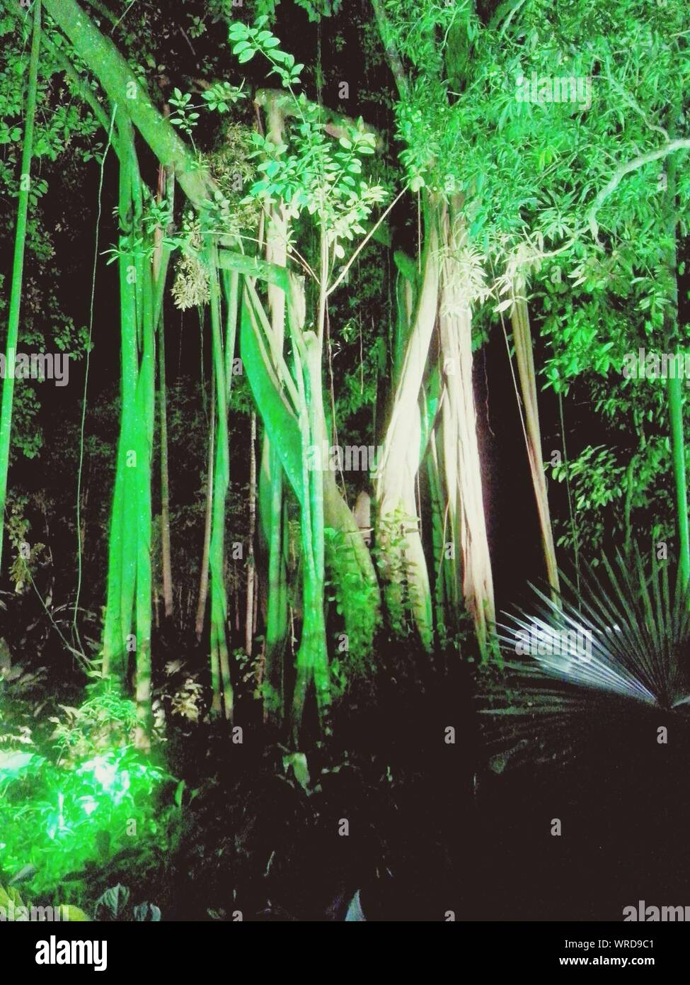 Light green tree hi-res stock photography and images - Alamy