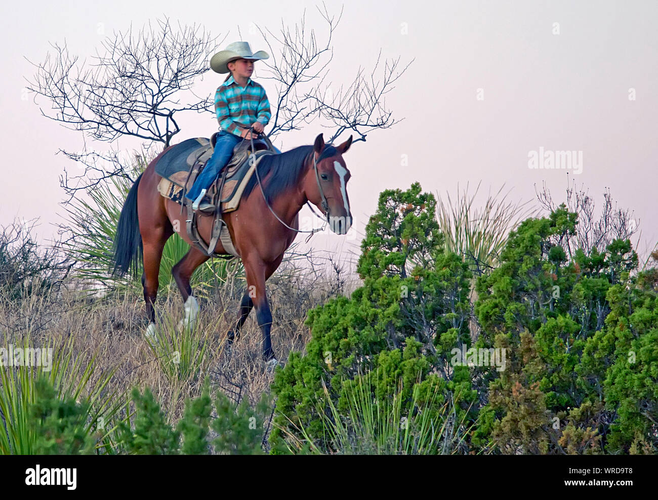 Young girl riding in early morning on a West Texas ranch Stock Photo ...