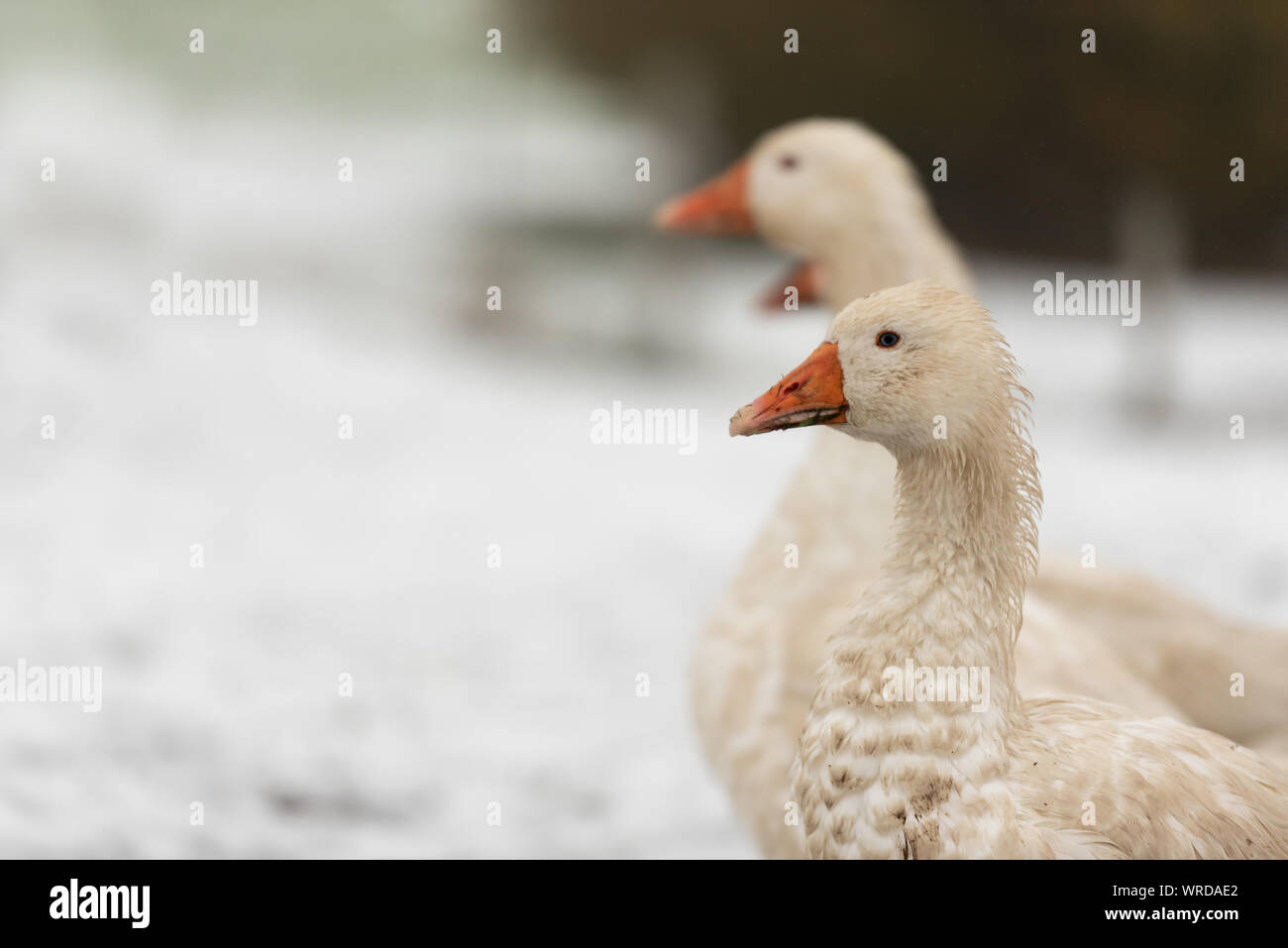 Fattened goose hi-res stock photography and images - Alamy