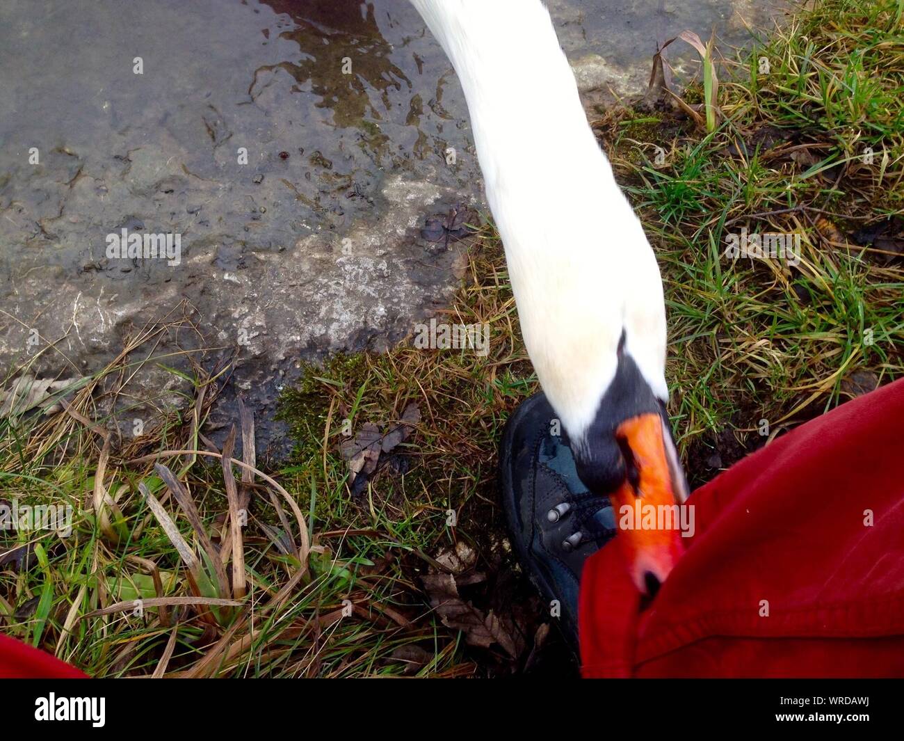 Biting Leg High Resolution Stock Photography and Images - Alamy