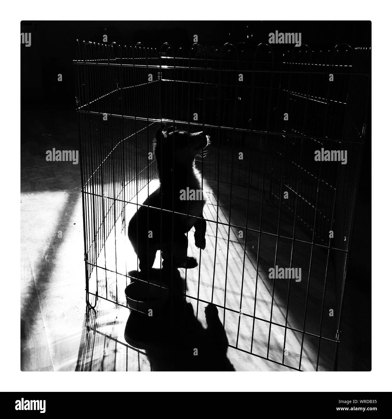 Shadow of cub hi-res stock photography and images - Alamy